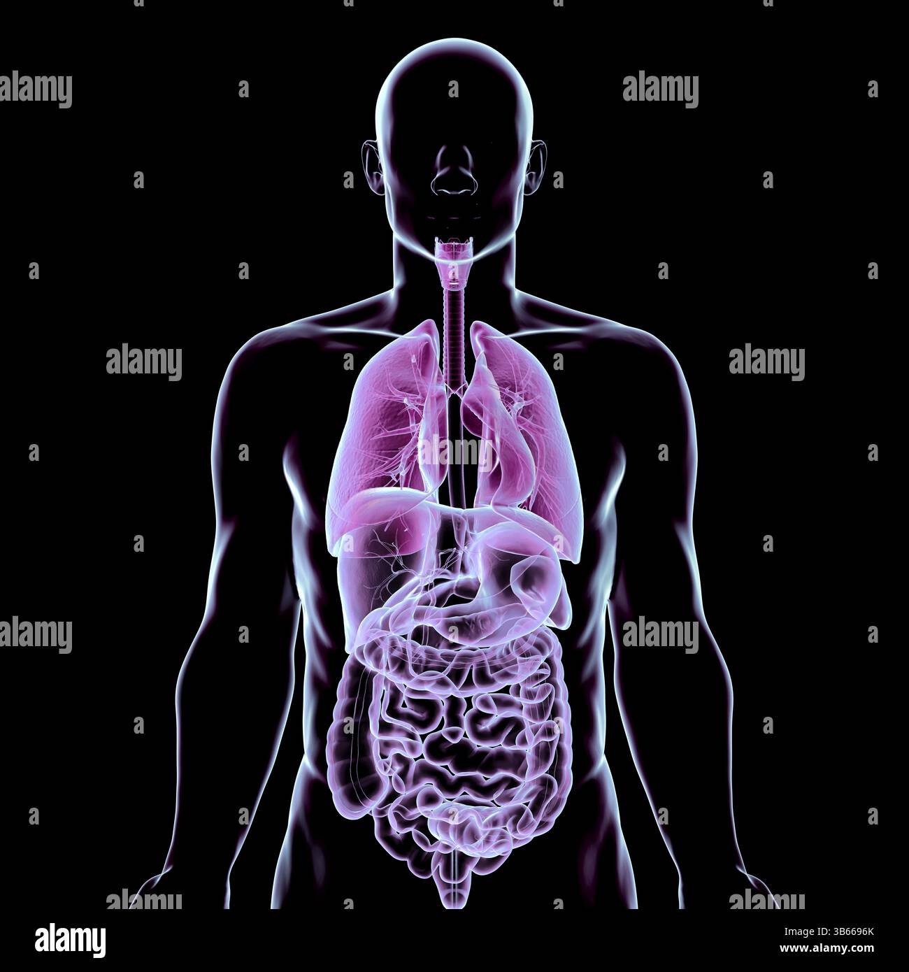 Illustration of the human respiratory and digestive systems, showing ...