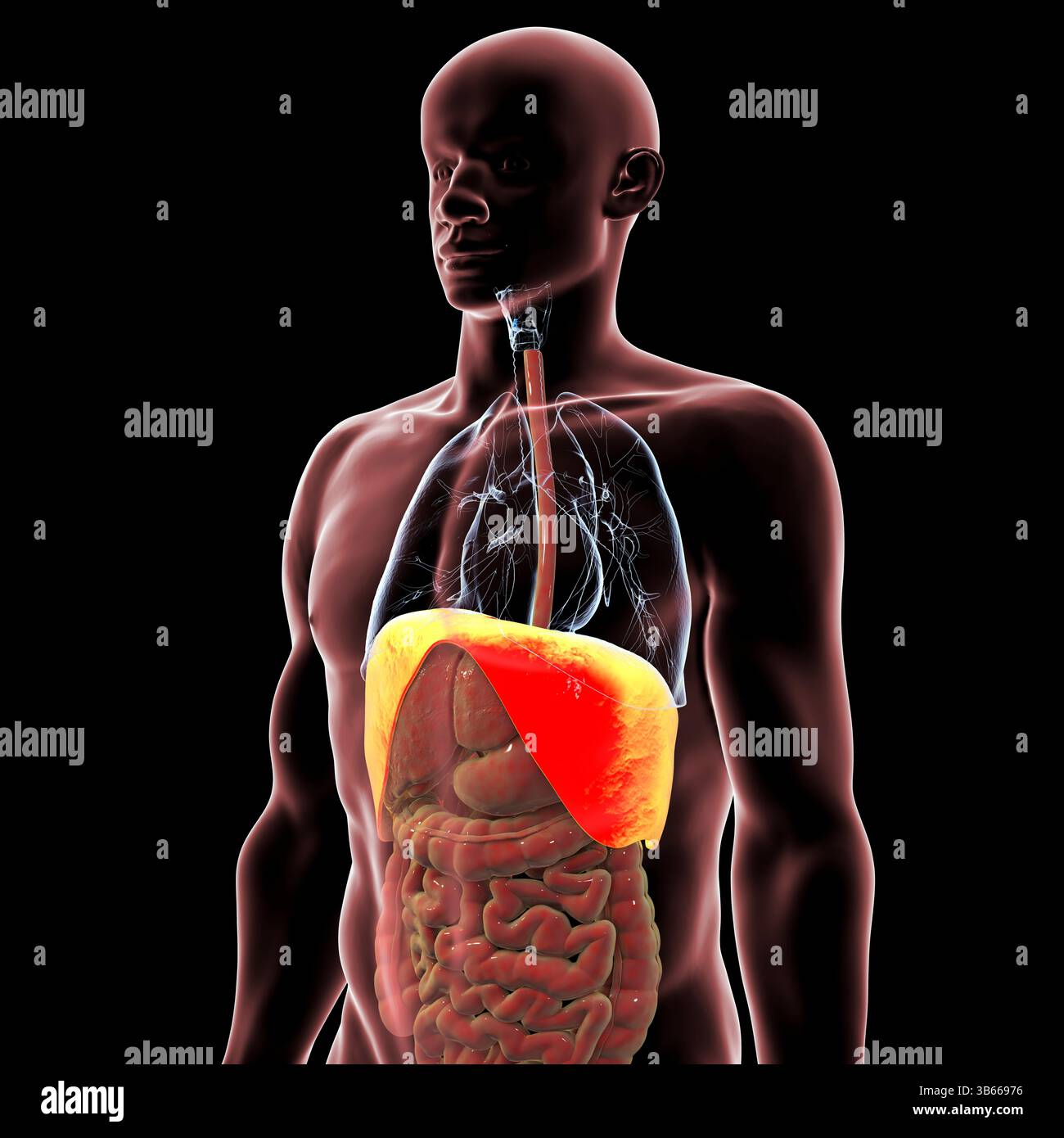 Illustration of the human body anatomy with highlighted diaphragm. The ...