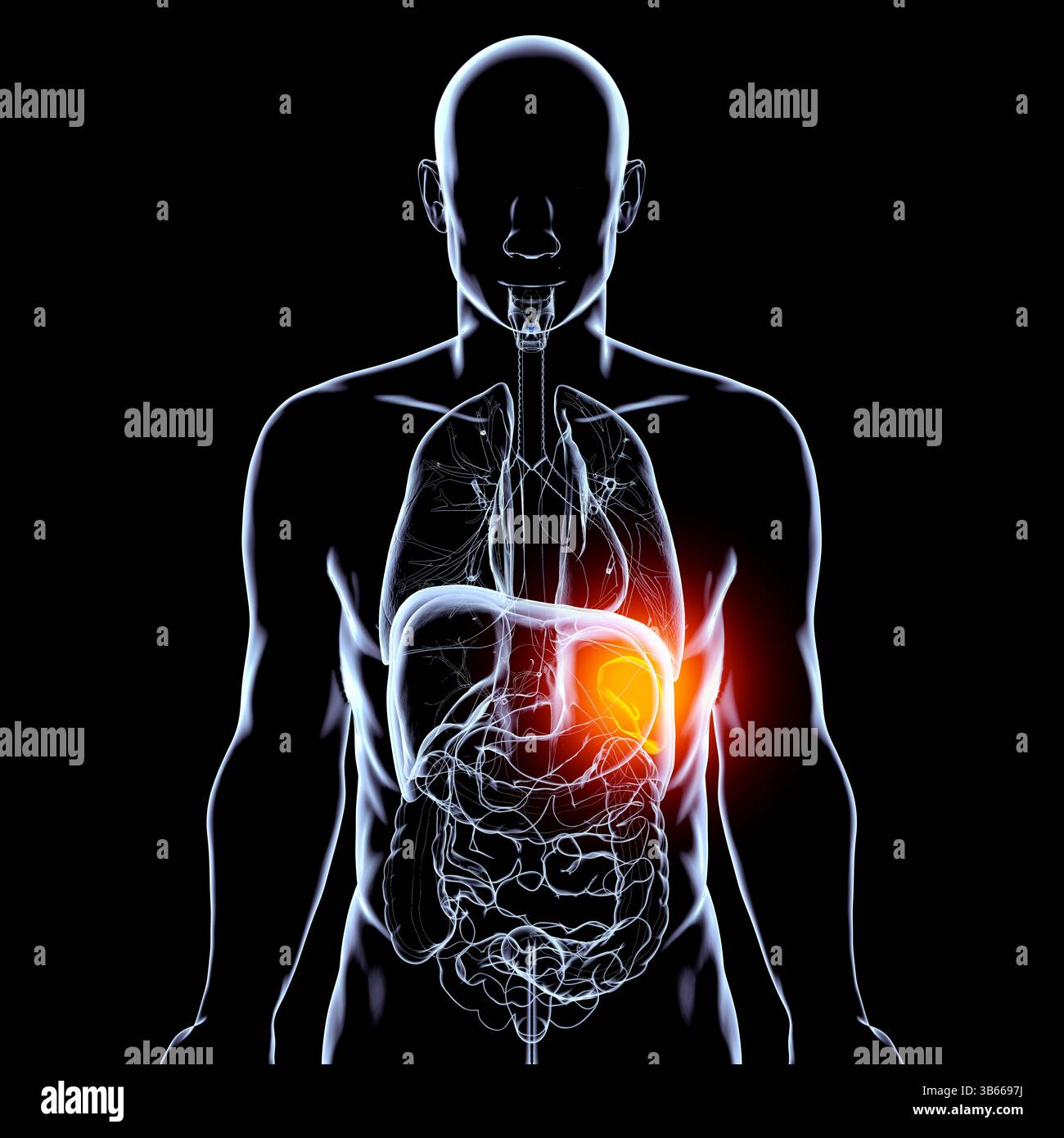 Illustration of the human body anatomy with highlighted spleen. The ...