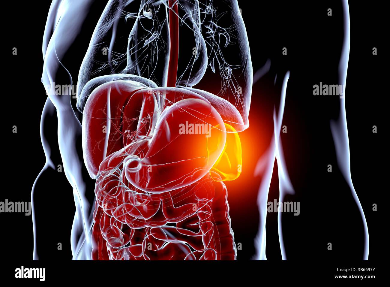 Illustration of the human body anatomy with highlighted spleen. The ...