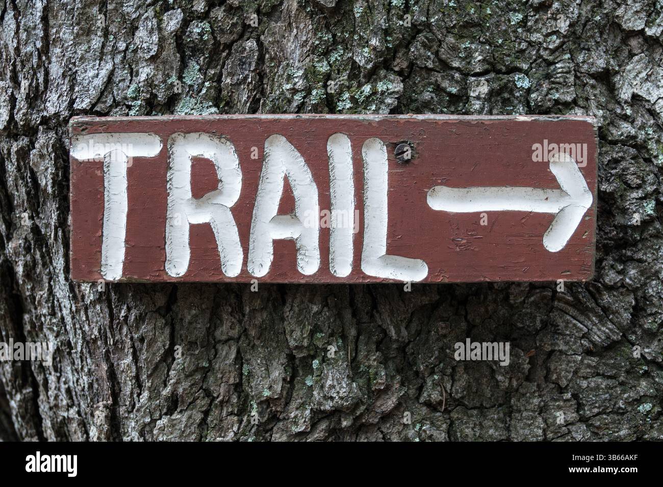 Old rustic trail arrow sign on large tree trunk Stock Photo - Alamy