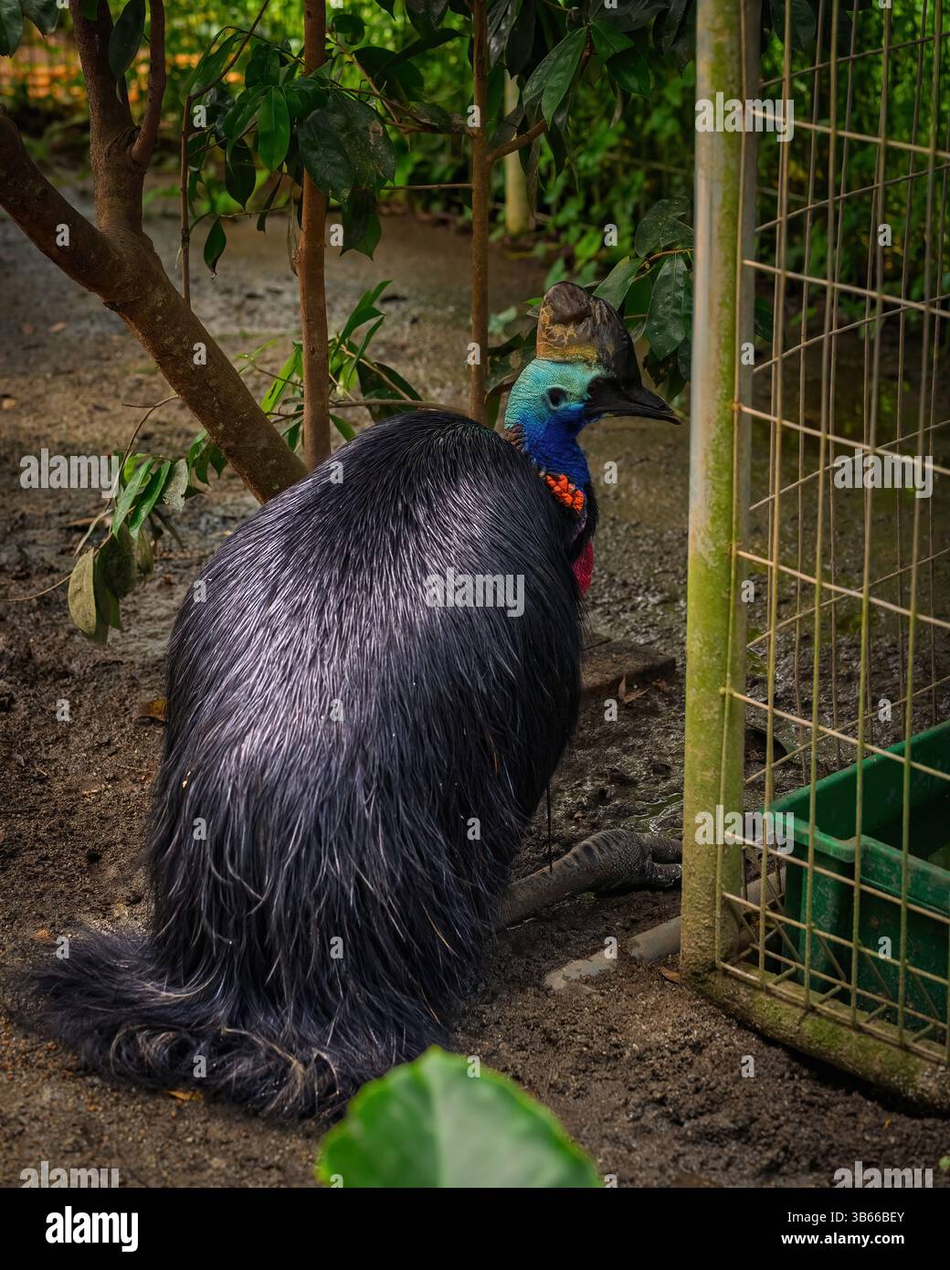 Peahen bird hi-res stock photography and images - Alamy