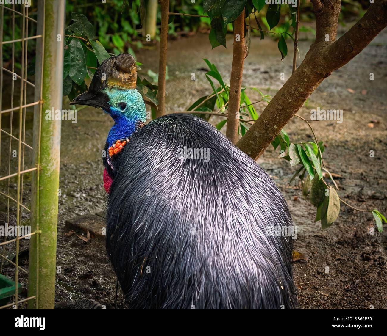 indian peafowl, peacock, peahen bird breed walking on the ground Stock ...
