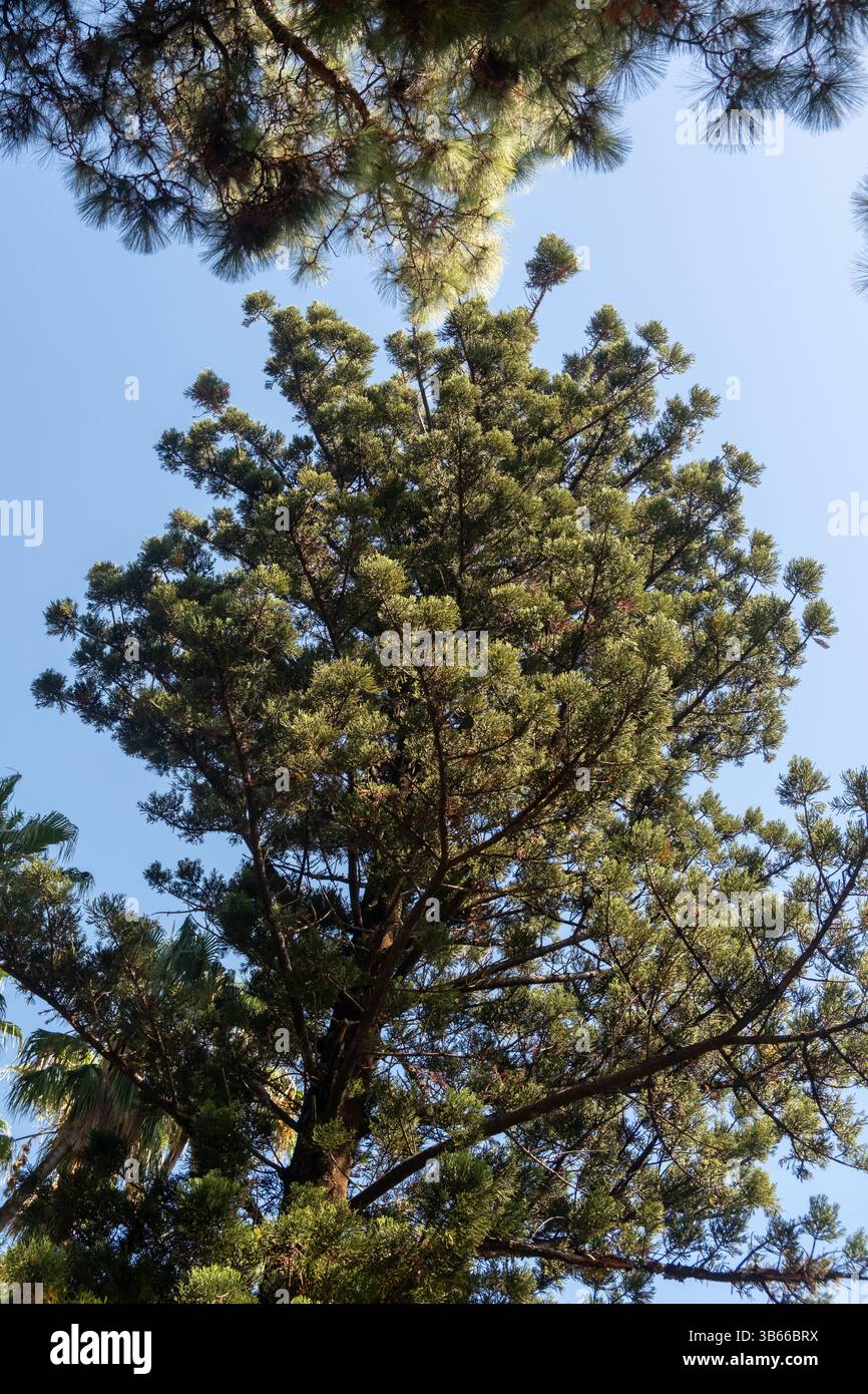 Tall tree stands vibrant sunlight hi-res stock photography and images ...