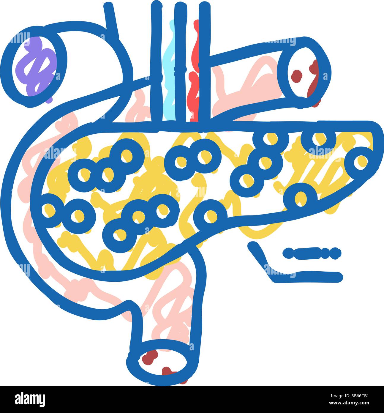pancreas endocrinology icon doodle illustration Stock Vector Image ...