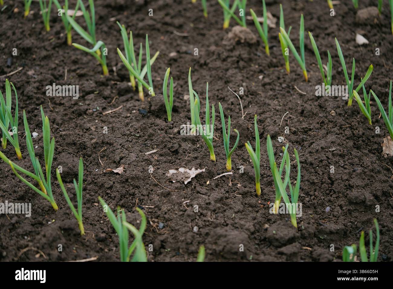 Rows of vibrant green garlic sprouts emerge from the dark, fertile soil ...
