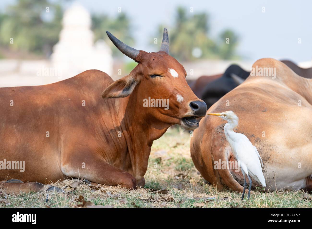 Sacred cow and cattle heron between ancient ruin of Hampi, India ...