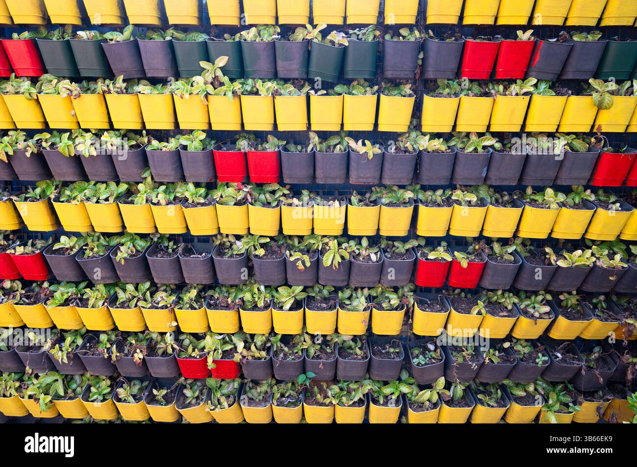 Row flower pots sprouts hi-res stock photography and images - Alamy