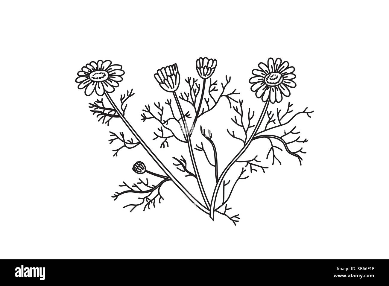 Line art botanical bouquet daisy isolated on white background. Hand ...