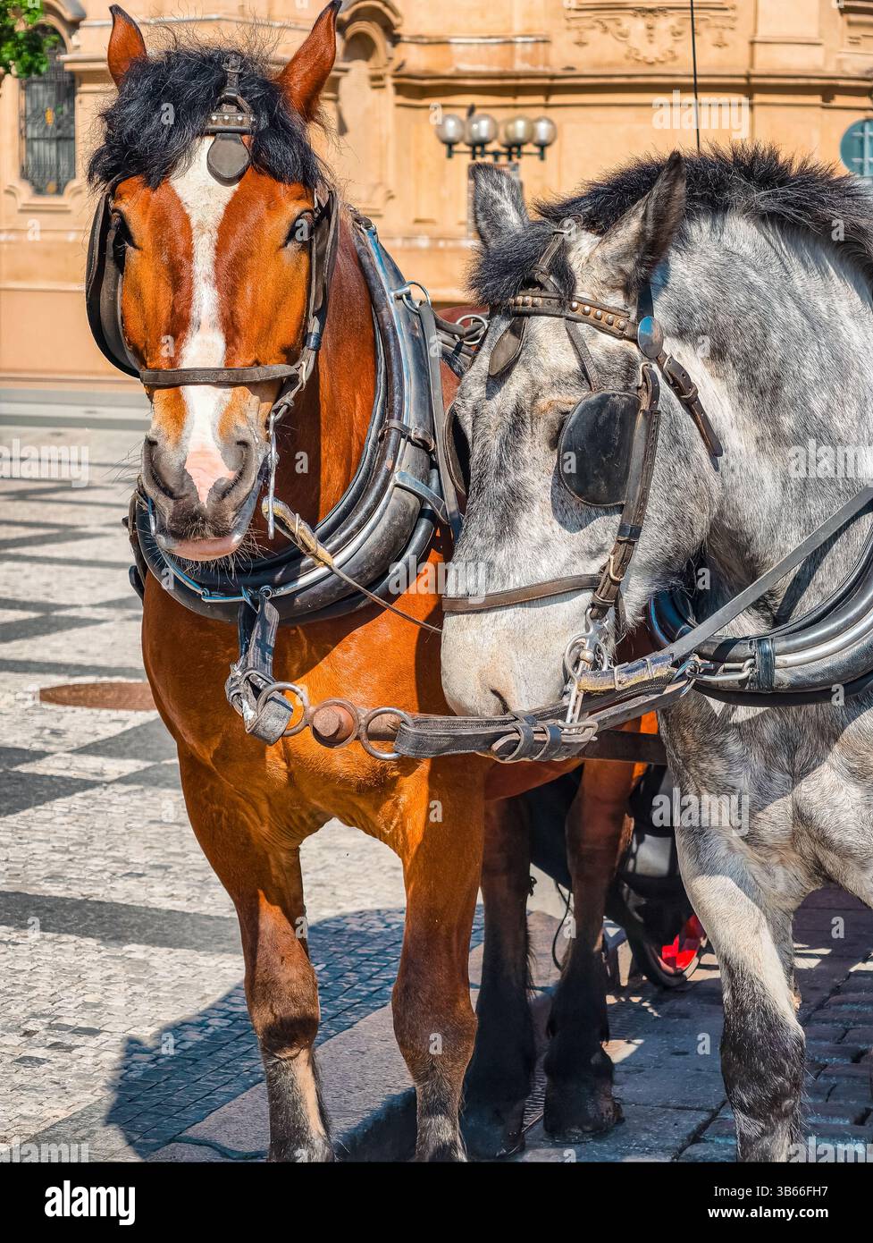 Two harnessed horses close hi-res stock photography and images - Alamy