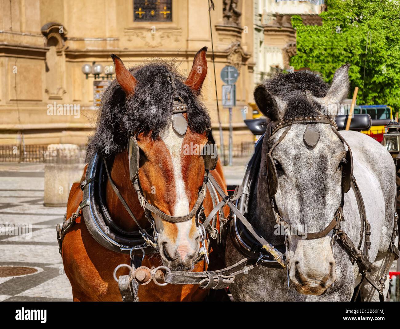 Two Harnessed Horses. Close-Up View of Brown and White Horses Standing ...