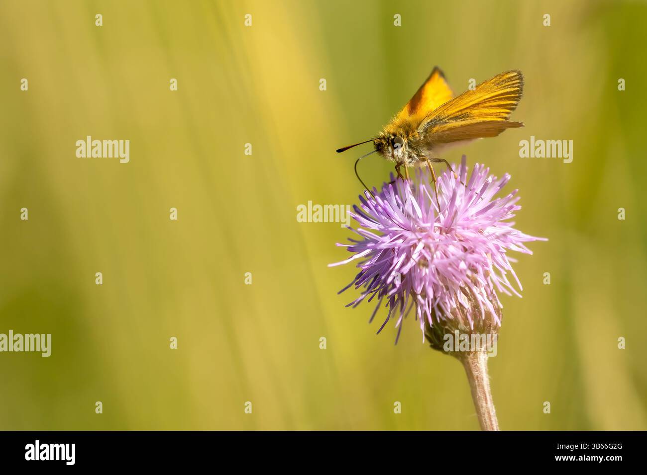 A European skipper (Essex skipper, Thymelicus Lineola) sitting on the ...