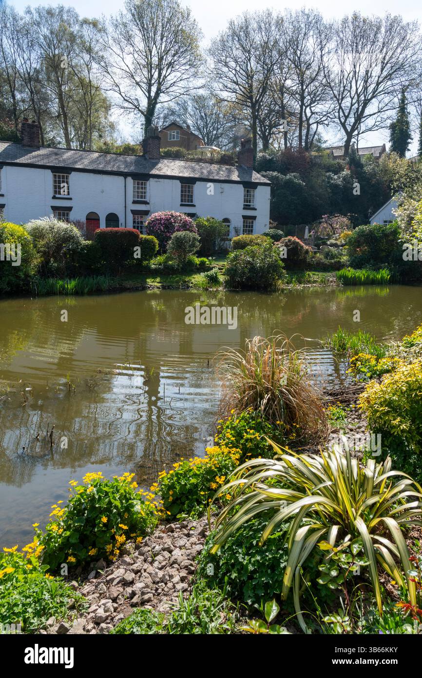 Cottages beside the pond in the village of Lymm near Warrington ...