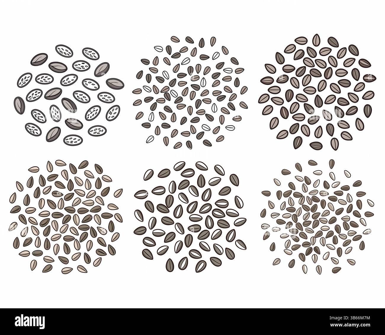 Collection of Chia Seed Types for Health and Nutrition Stock Vector ...