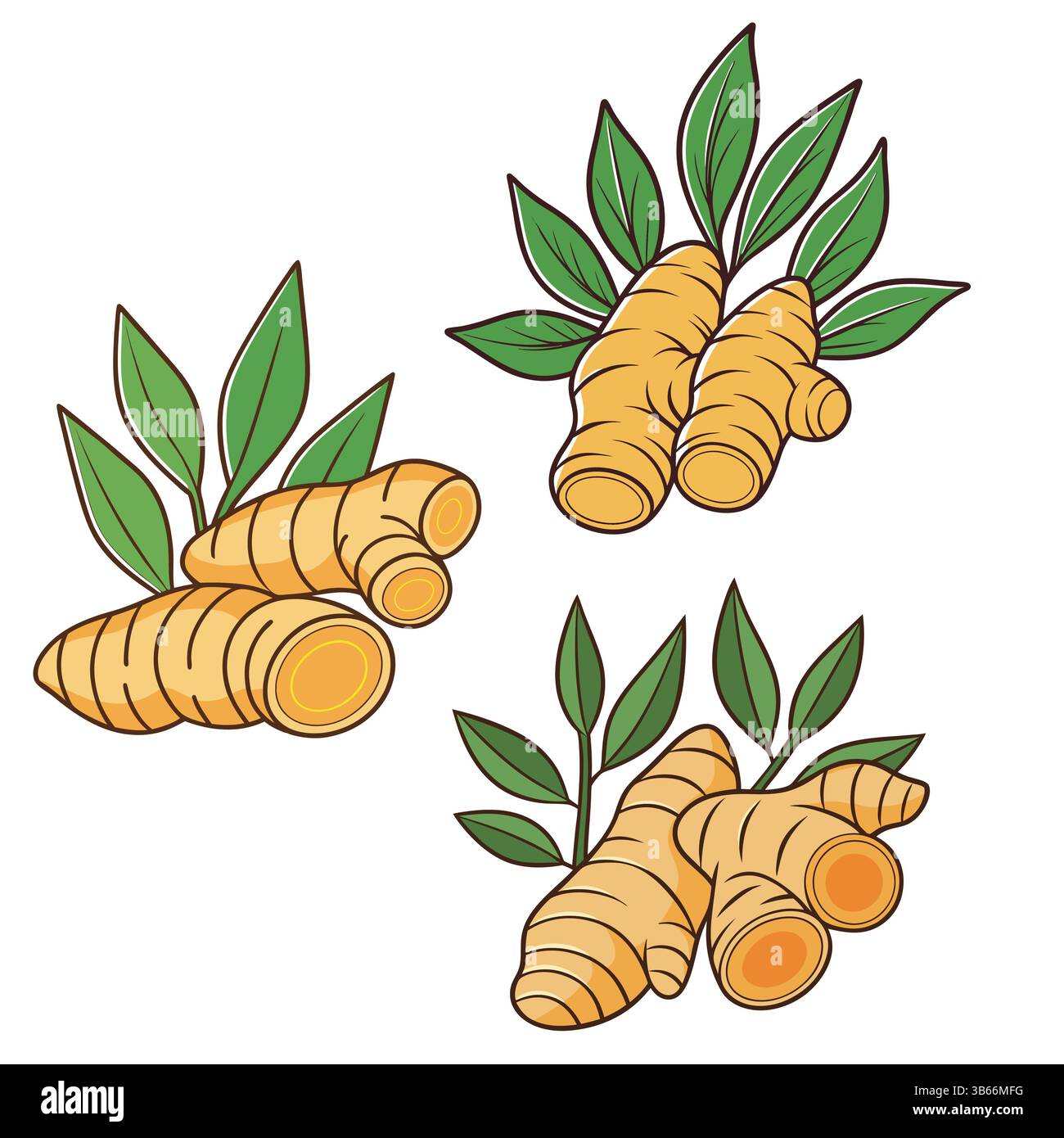 Botanical turmeric Stock Vector Images - Alamy