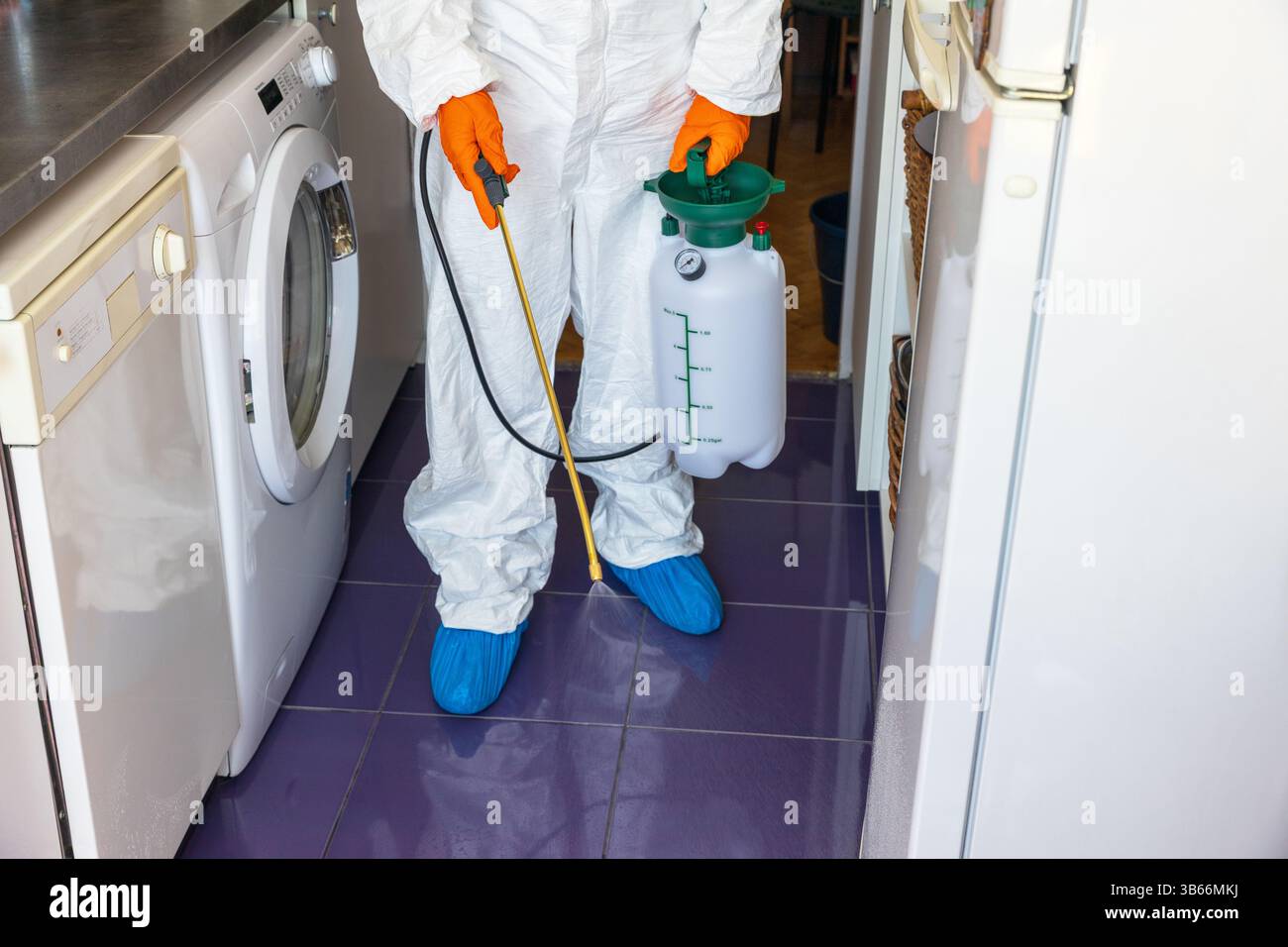 Cockroach in kitchen home hi-res stock photography and images - Alamy