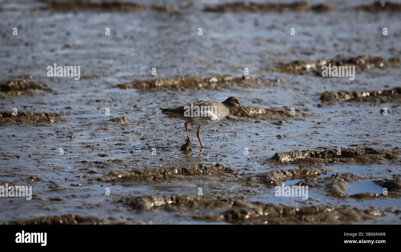 Redshank pictures hi-res stock photography and images - Alamy