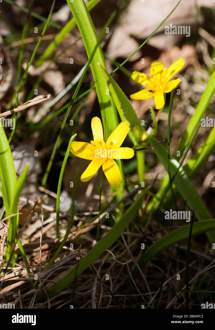 The garden star of bethlehem hi-res stock photography and images - Alamy
