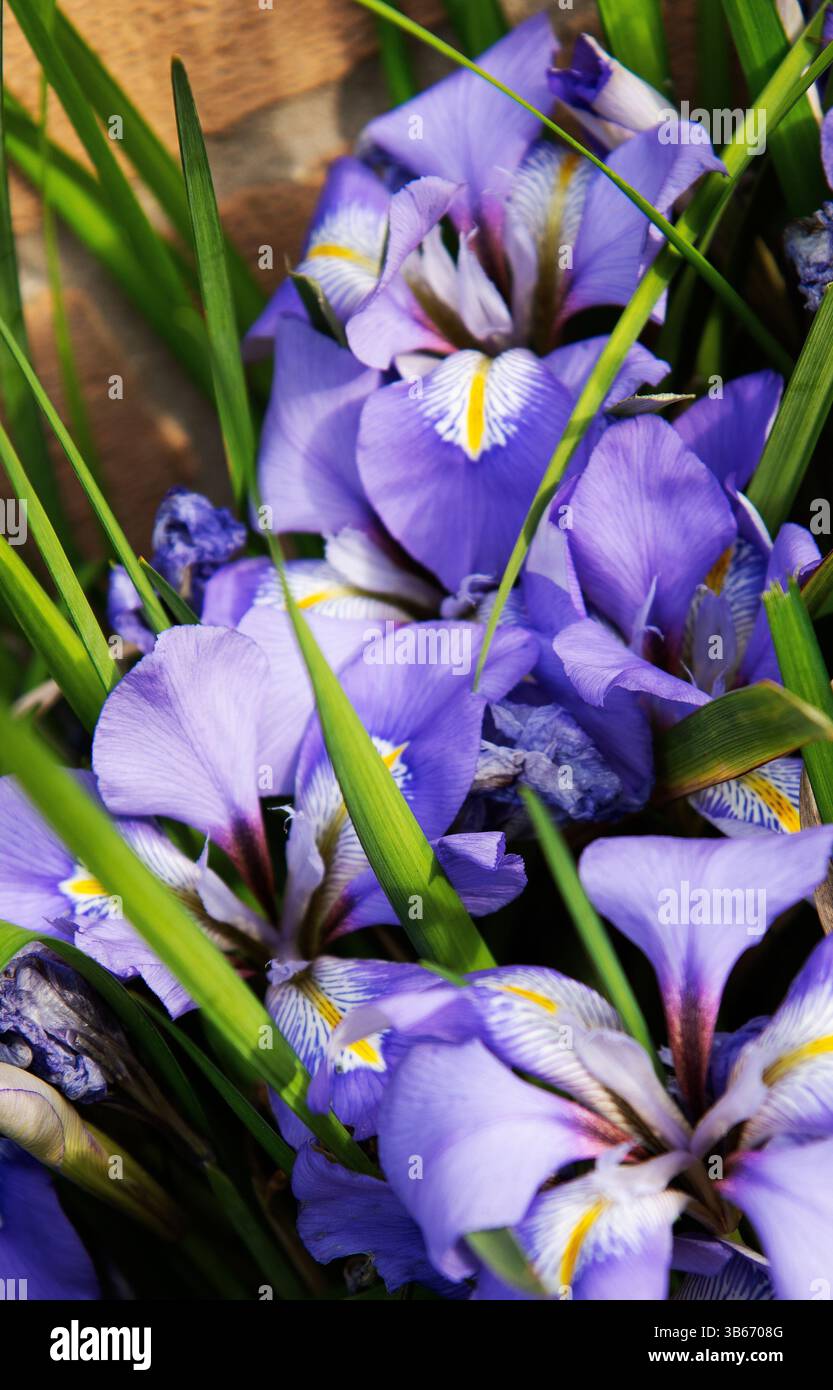 Falls marked with white and deep yellow at the base hi-res stock ...
