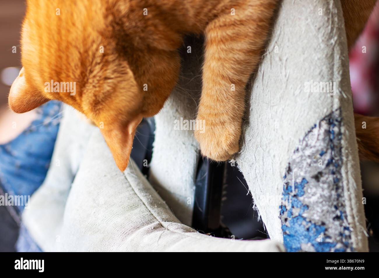 An adorable orange cat is comfortably nestled on a persons lap ...