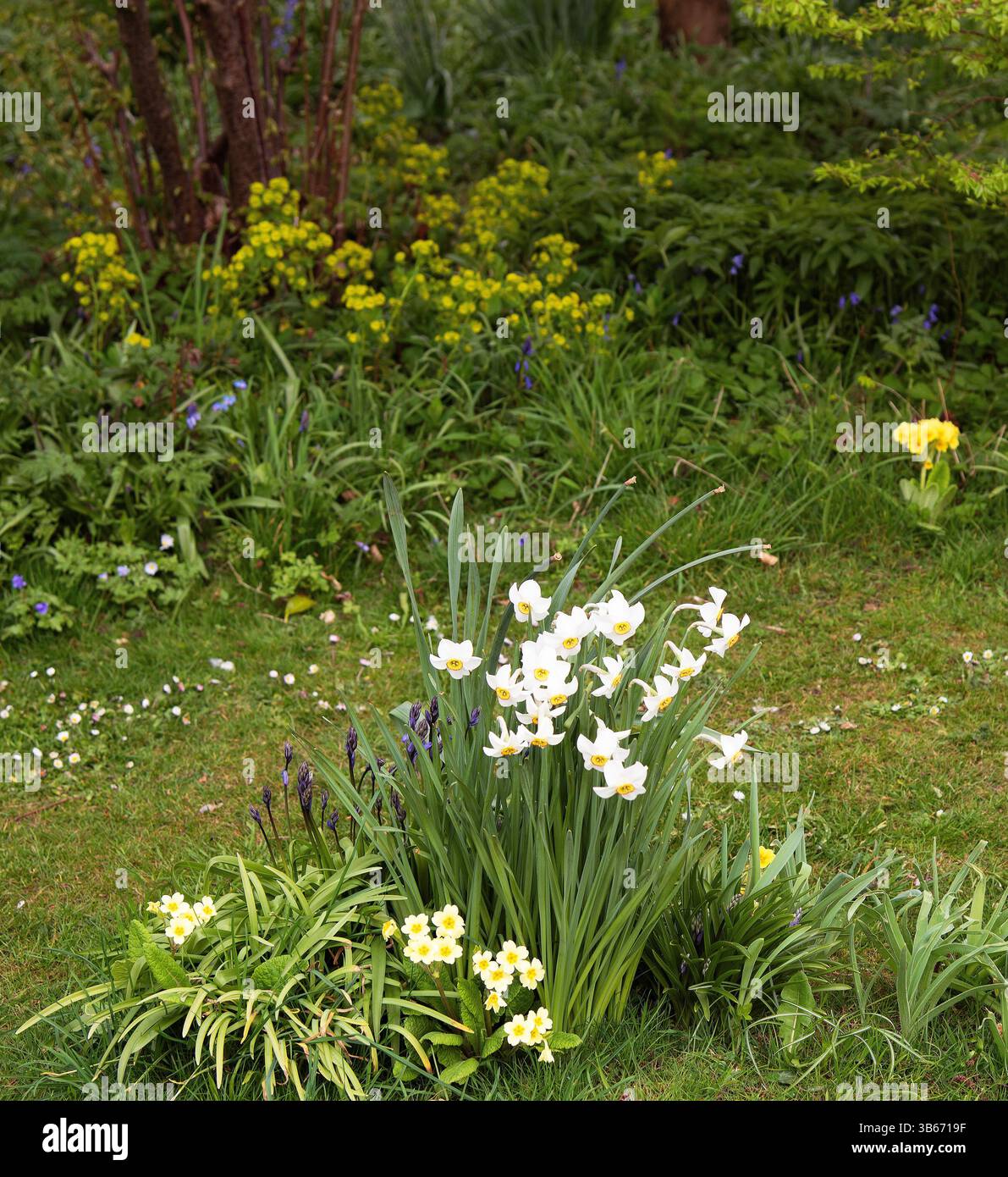 Narcissus 'Capability Brown' in a country garden with primroses and ...