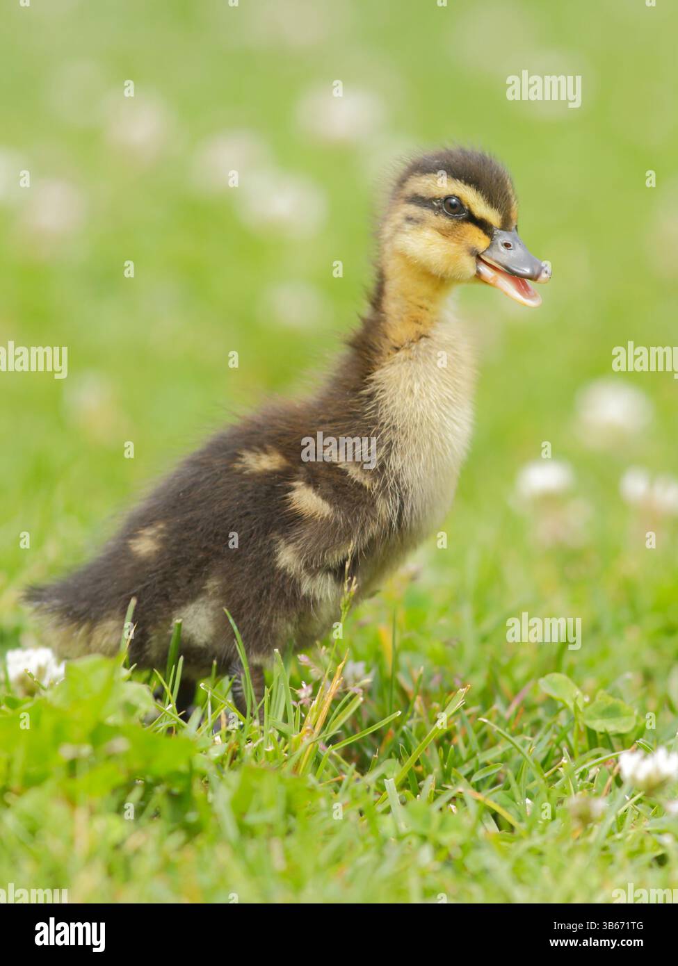 Adorable muscovy duckling in hi-res stock photography and images - Alamy