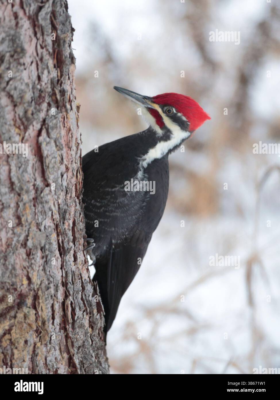 Pileated Woodpecker ( Dryocopus pileatus ) climbing large tree trunk ...