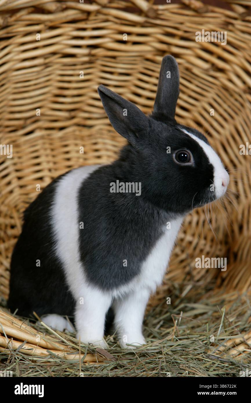 Domestic Rabbit Netherland Dwarf in basket Stock Photo - Alamy