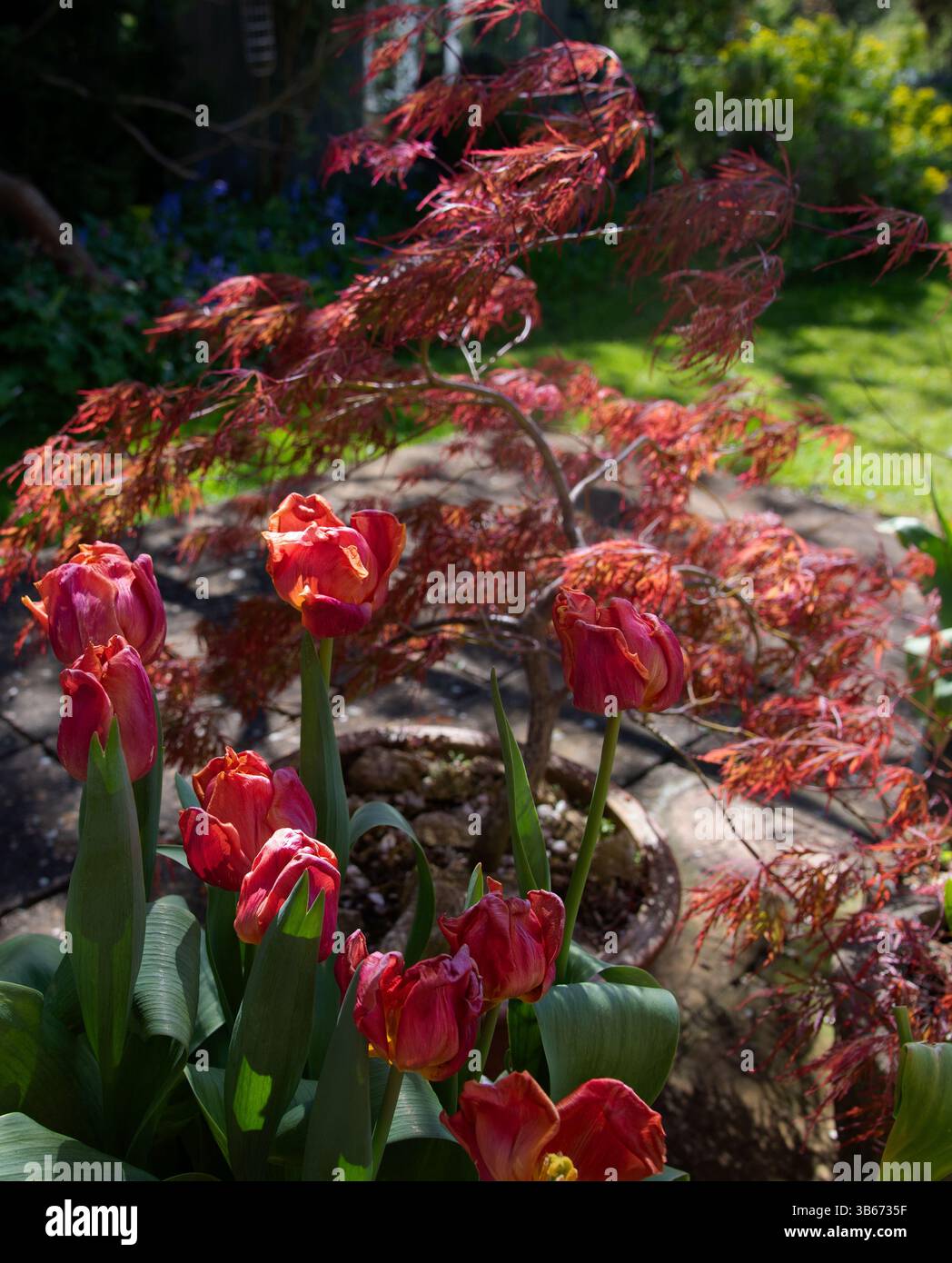 Tulip 'Lady Van Eijk' & Acer 'Hanoi Matoi' blowing in the breeze Stock ...