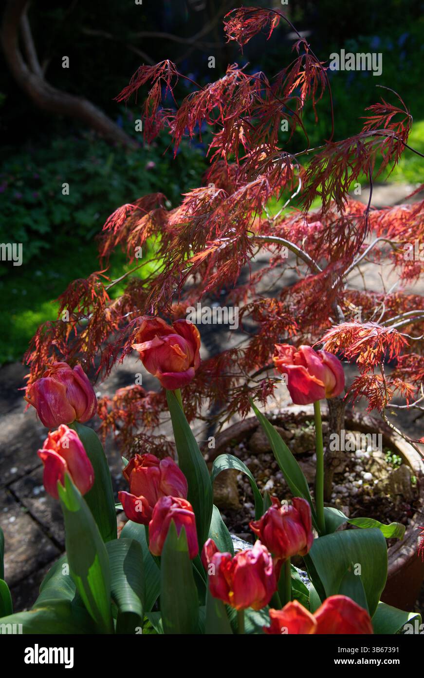 Tulip 'Lady Van Eijk' & Acer 'Hanoi Matoi' blowing in the breeze Stock ...