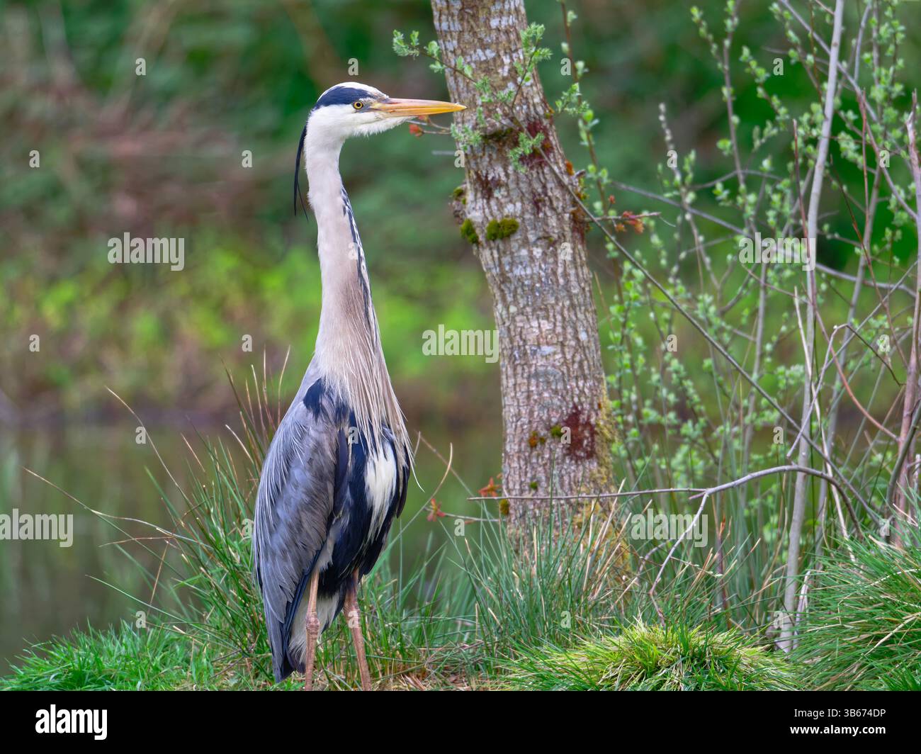 Neck retracted on grey heron hi-res stock photography and images - Alamy