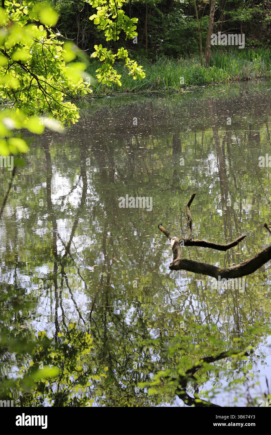Spring Lake with Wild Ducks and Budding Trees Stock Photo - Alamy