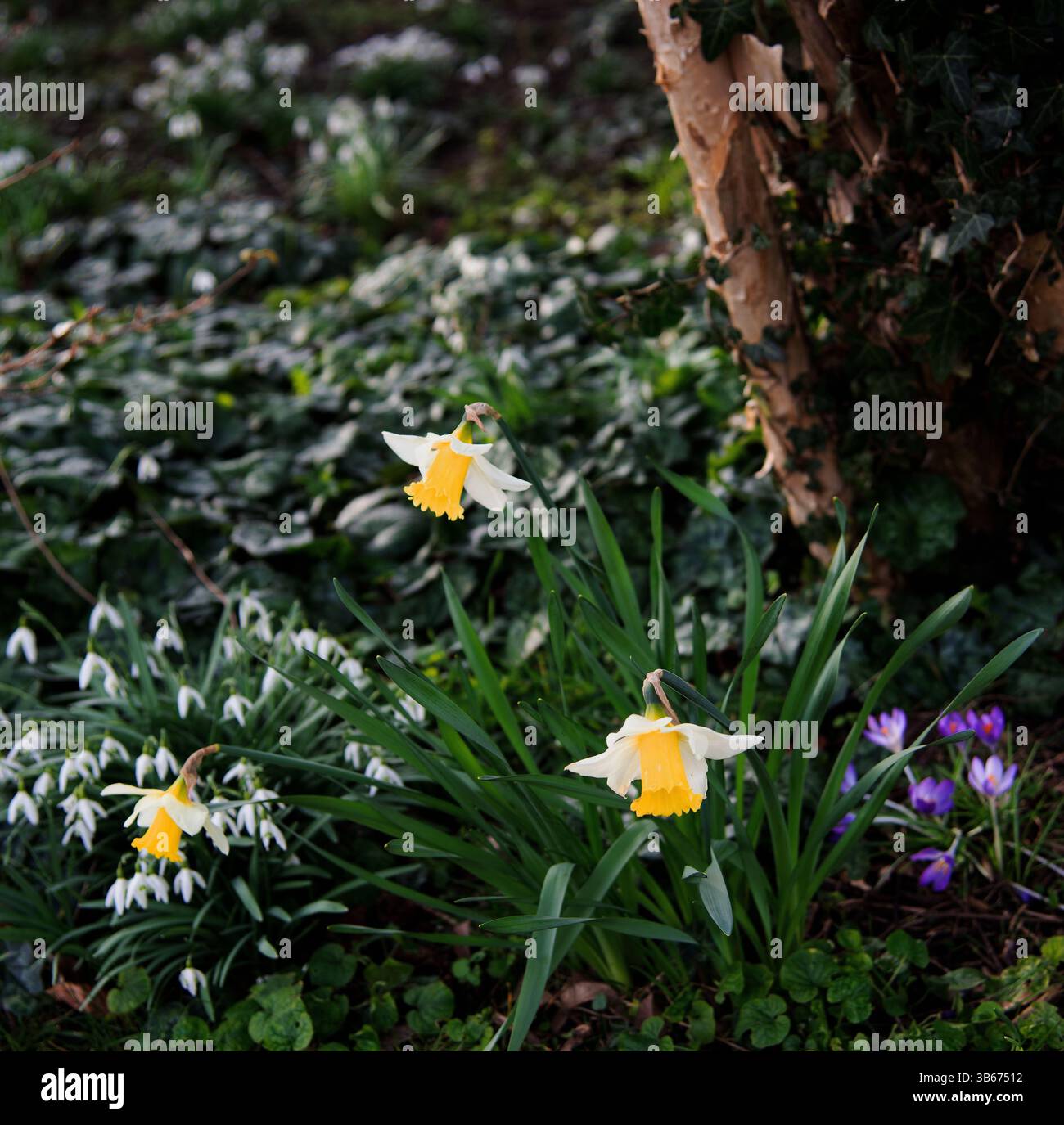 Early spring combination Stock Photo - Alamy