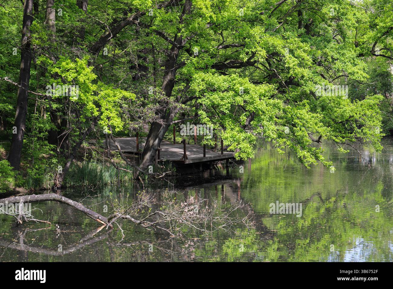 Spring Lake with Wild Ducks and Budding Trees Stock Photo - Alamy