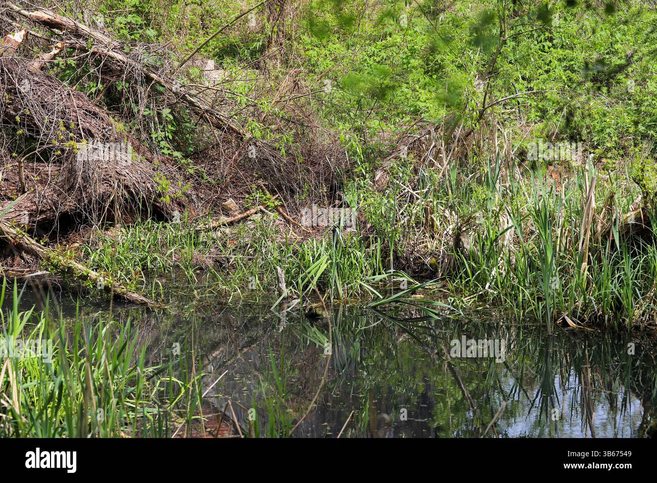 Spring Lake with Wild Ducks and Budding Trees Stock Photo - Alamy