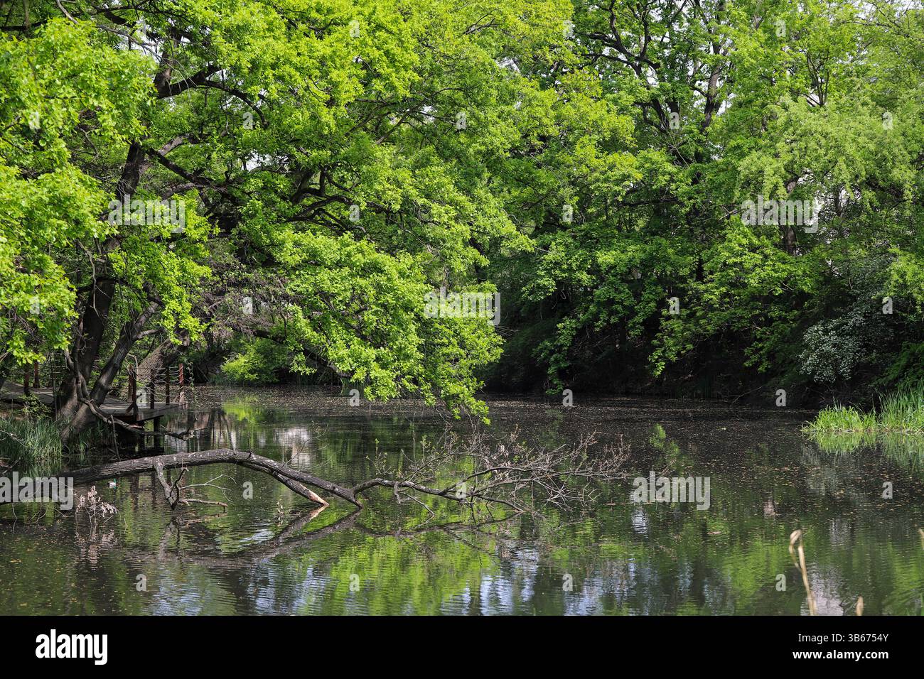 Spring Lake with Wild Ducks and Budding Trees Stock Photo - Alamy