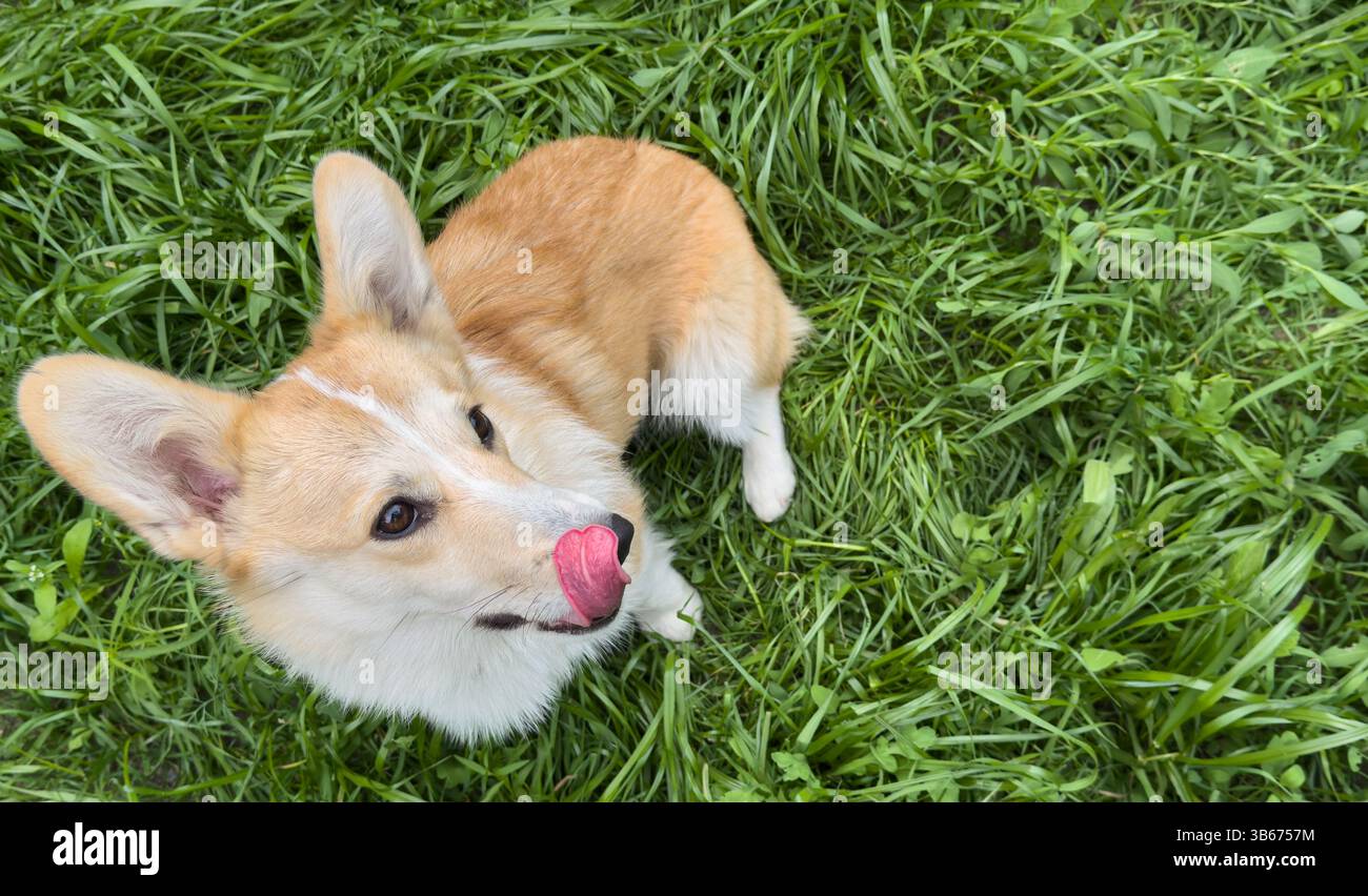 Funny and hungry corgi puppy dog licking its lips with tongue. Green ...