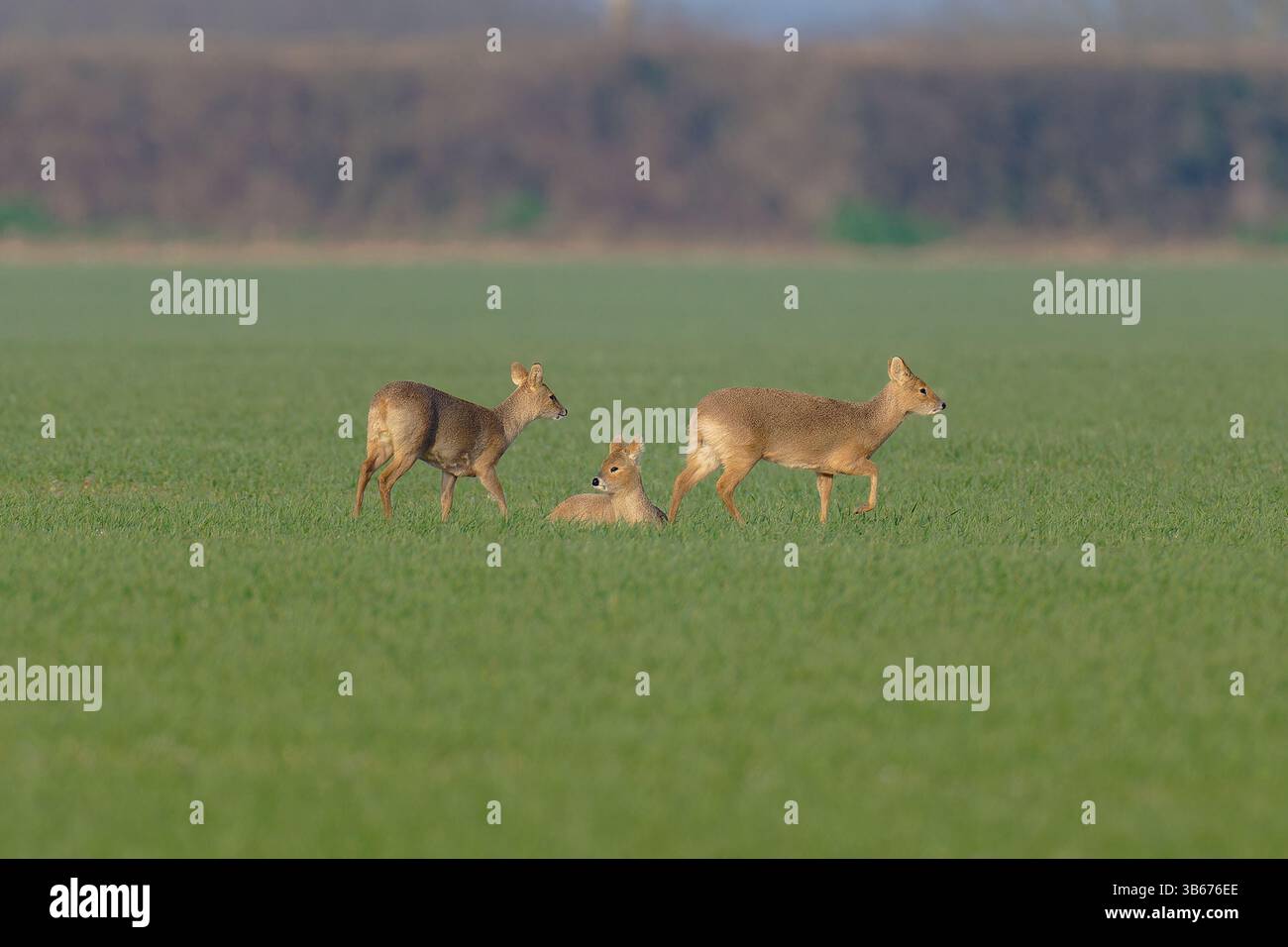 Chinese water deer -Hydropotes inermis Stock Photo - Alamy