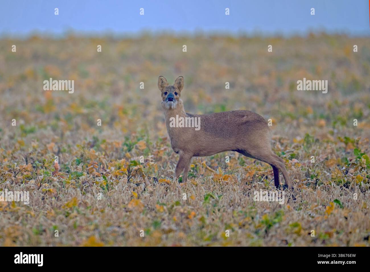 Chinese water deer (buck) -Hydropotes inermis Stock Photo - Alamy