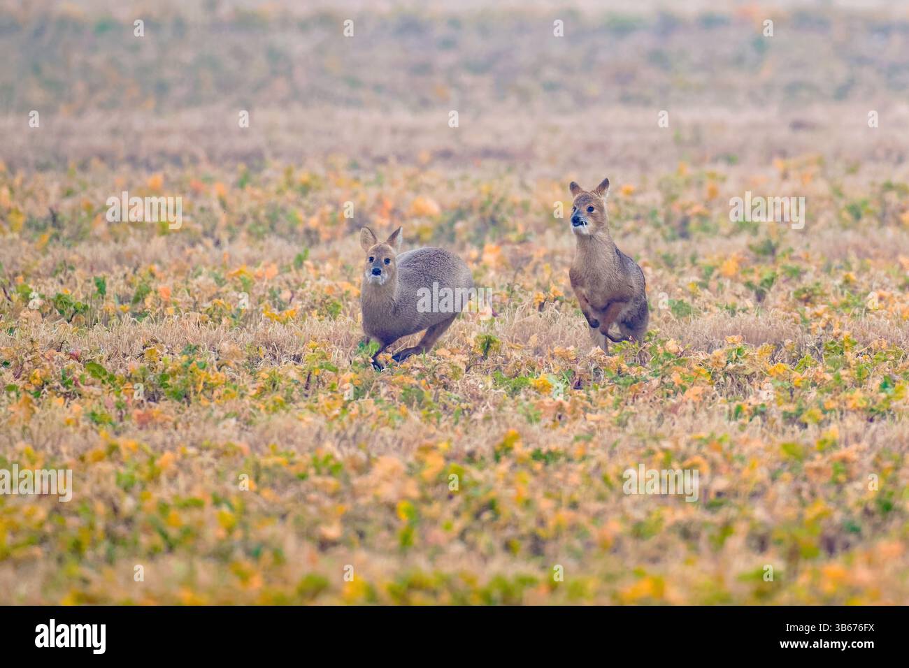 Buck and doe Chinese water deer -Hydropotes inermis display courtship ...
