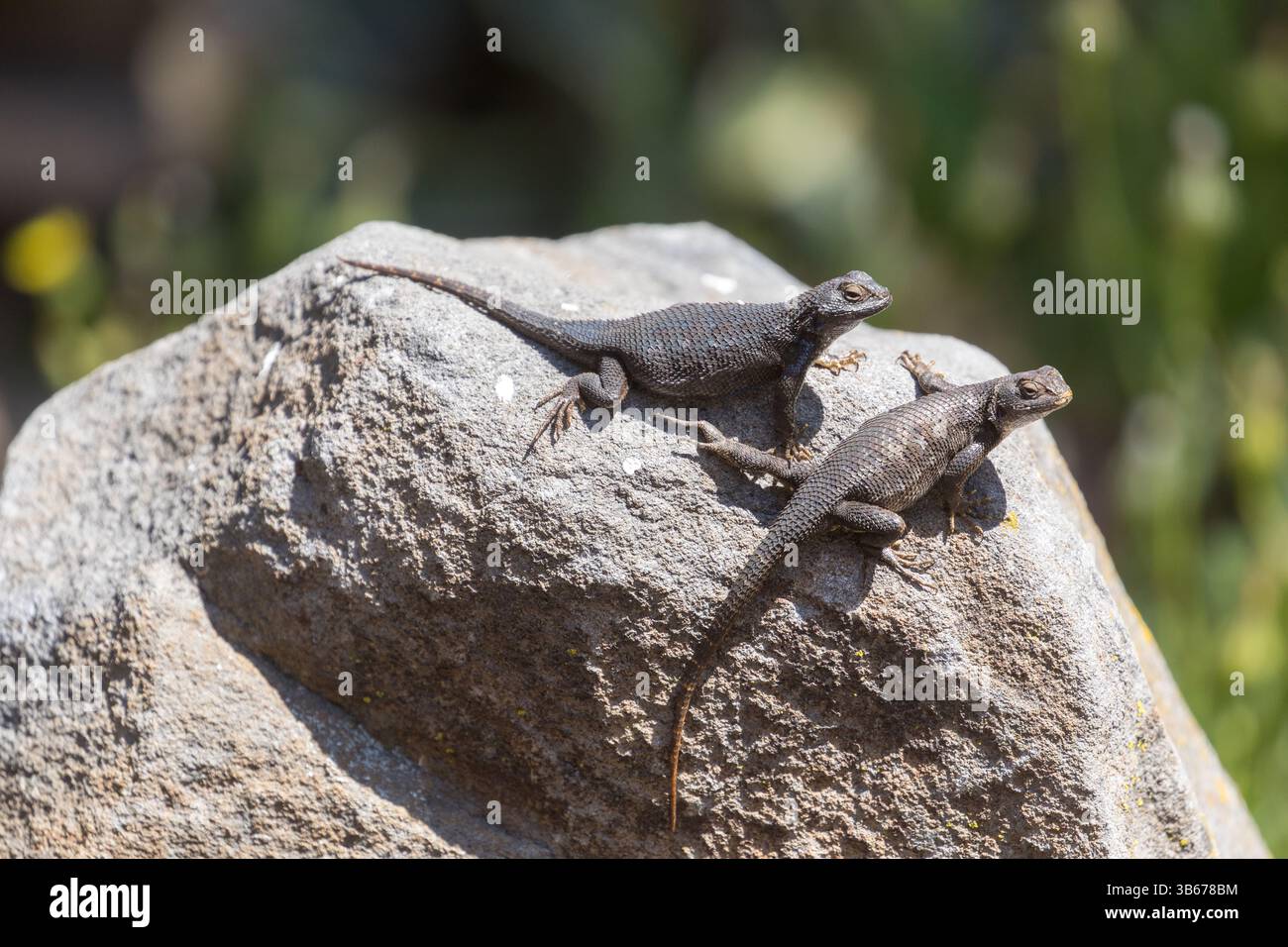 Two beautiful lizards basking hi-res stock photography and images - Alamy