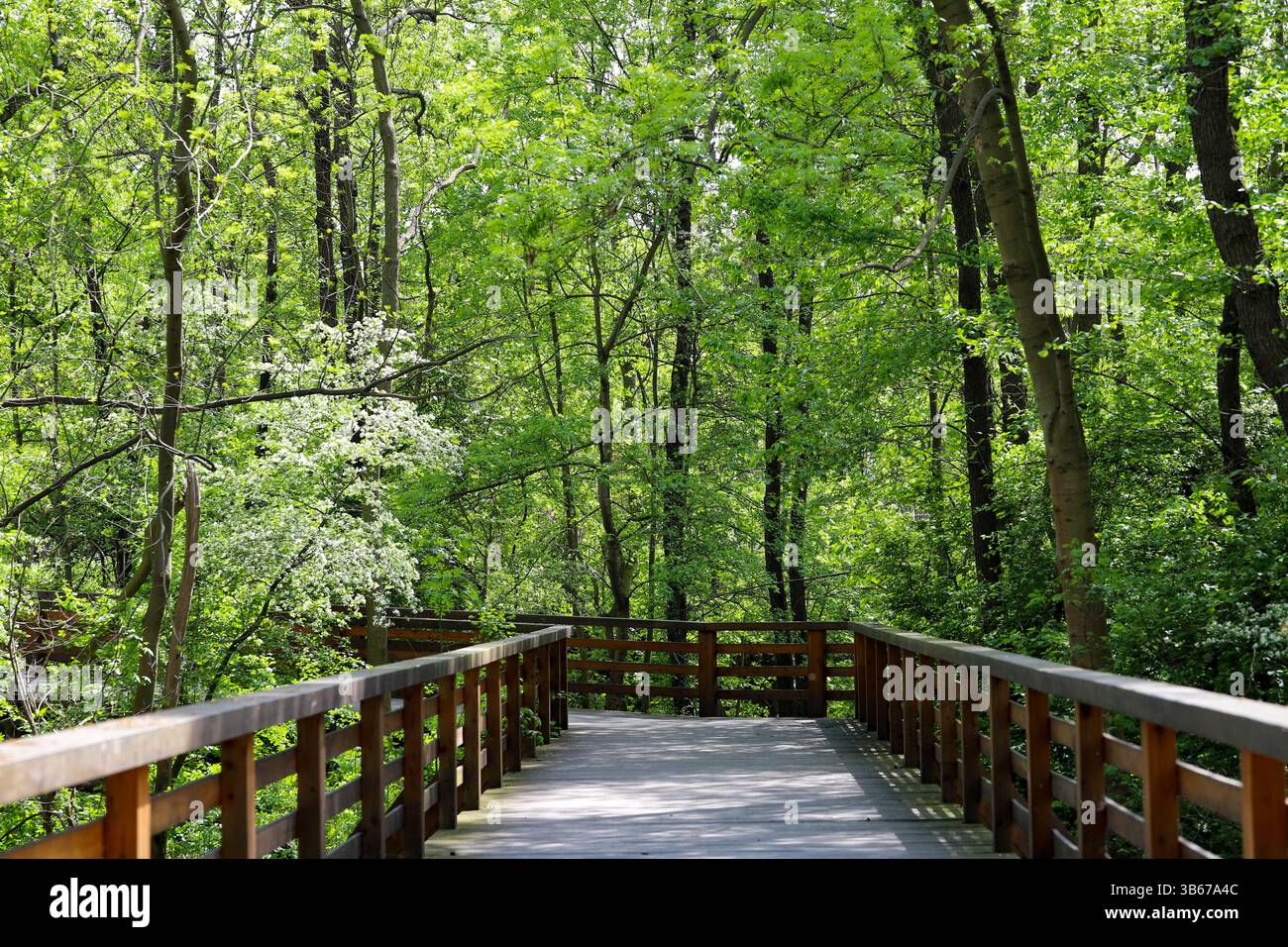 Wooden Pathway Through Green Park Stock Photo - Alamy