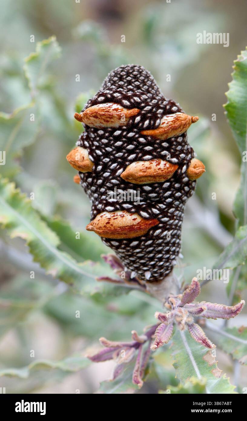 Western Australian native Firewood Banksia cone seed pod, Banksia ...