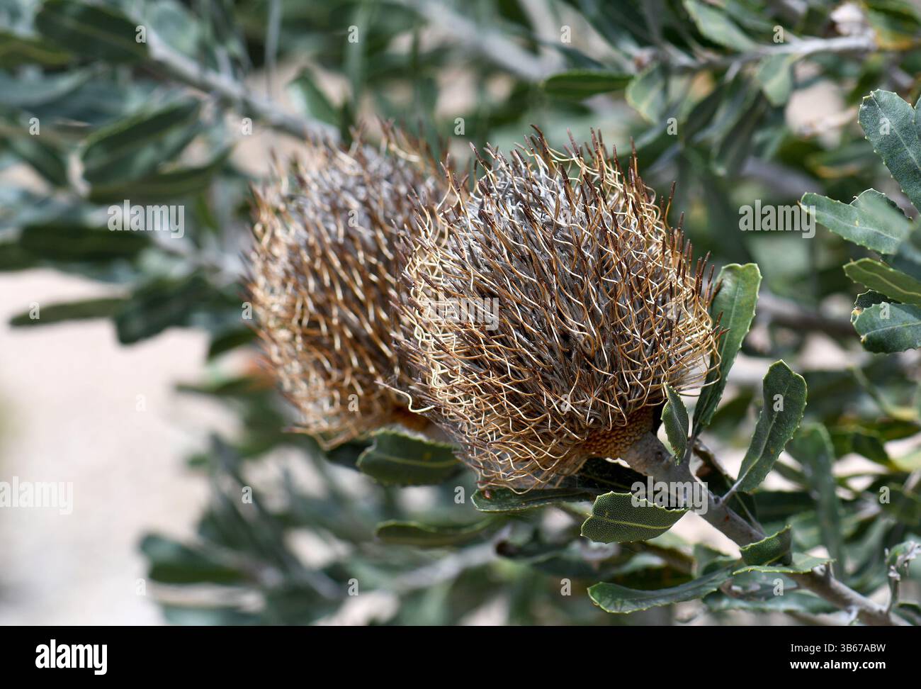 Close up of old flowers of the Sceptre Banksia, Banksia sceptrum ...