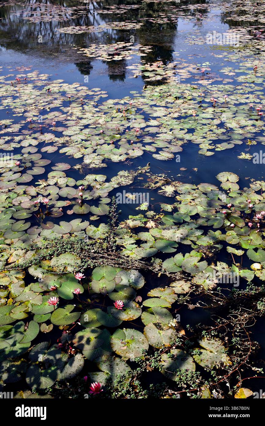 Calm water surface blooming lilies hi-res stock photography and images ...
