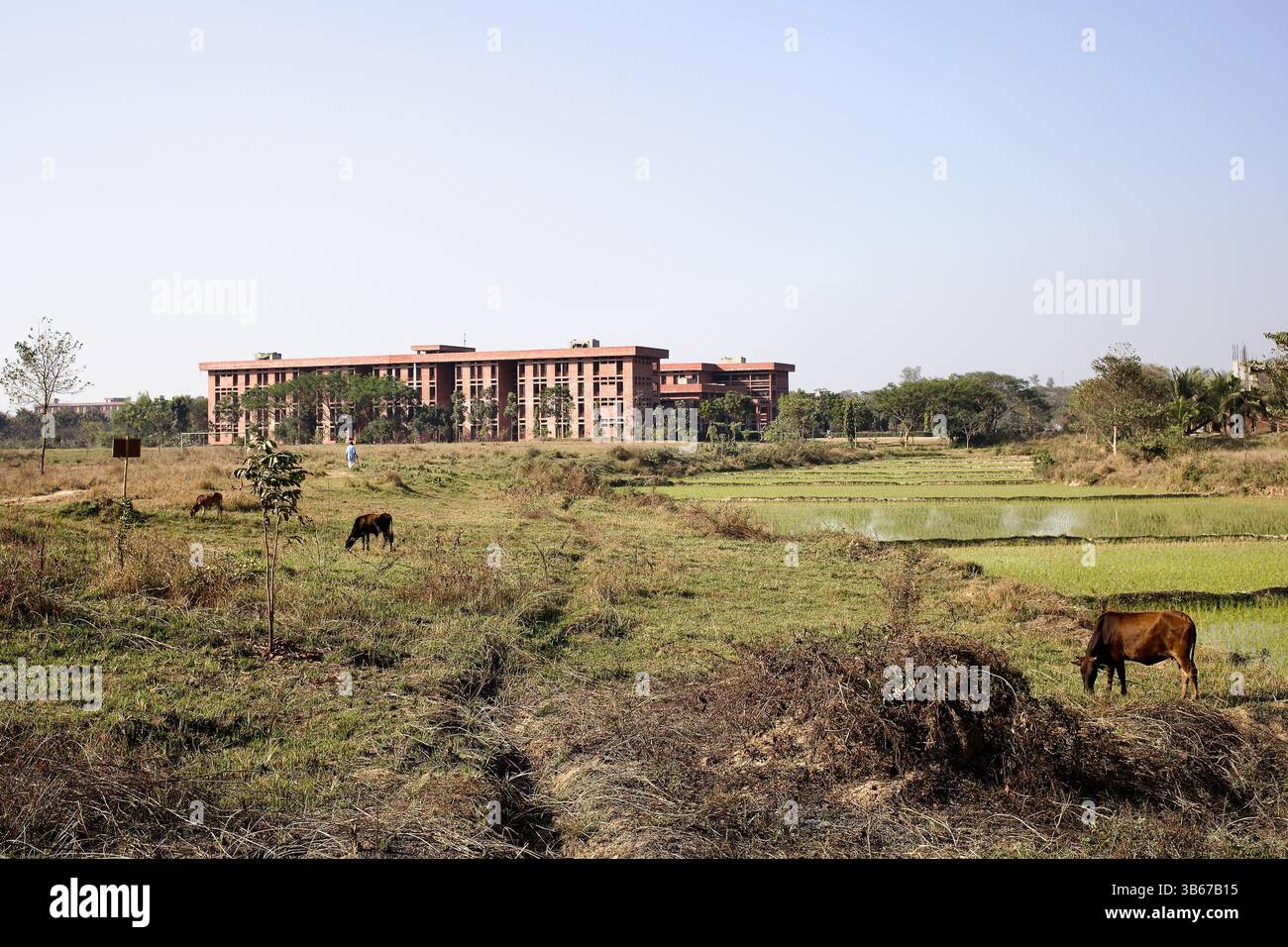 Cows grazing near academic buildings at Jahangirnagar University ...