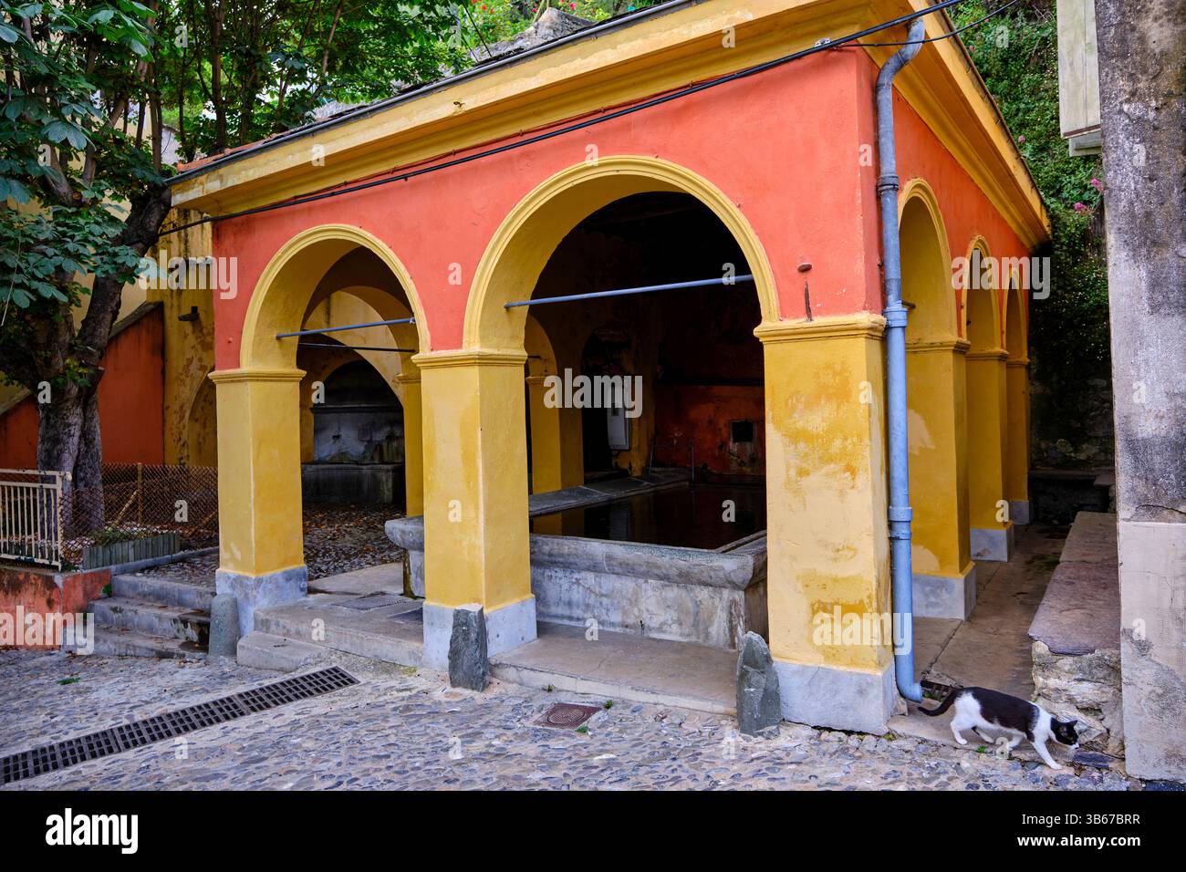 Roya cat hi-res stock photography and images - Alamy