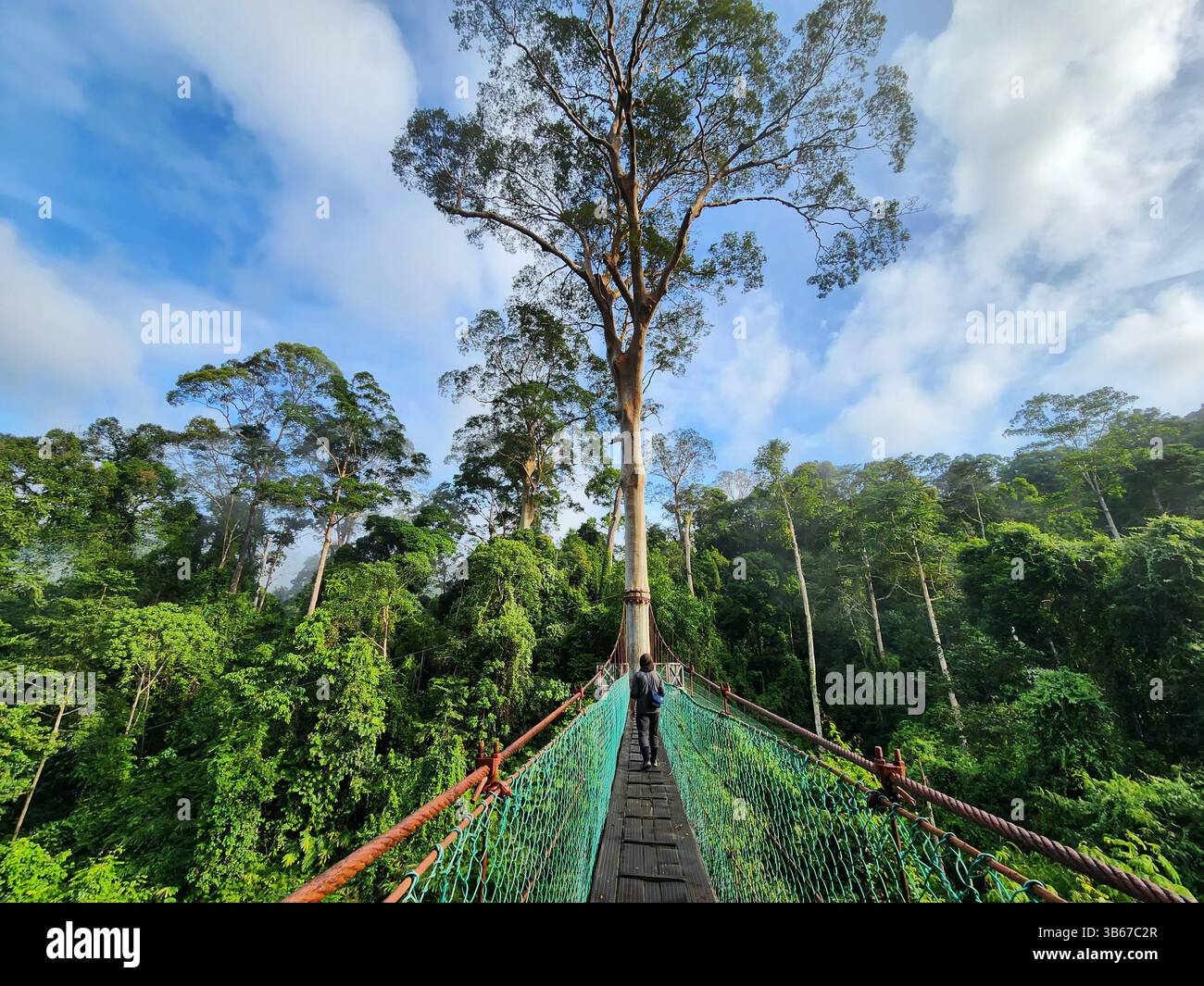 danum, valley, sabah, malaysia, canopy, walkway, suspension, bridge ...