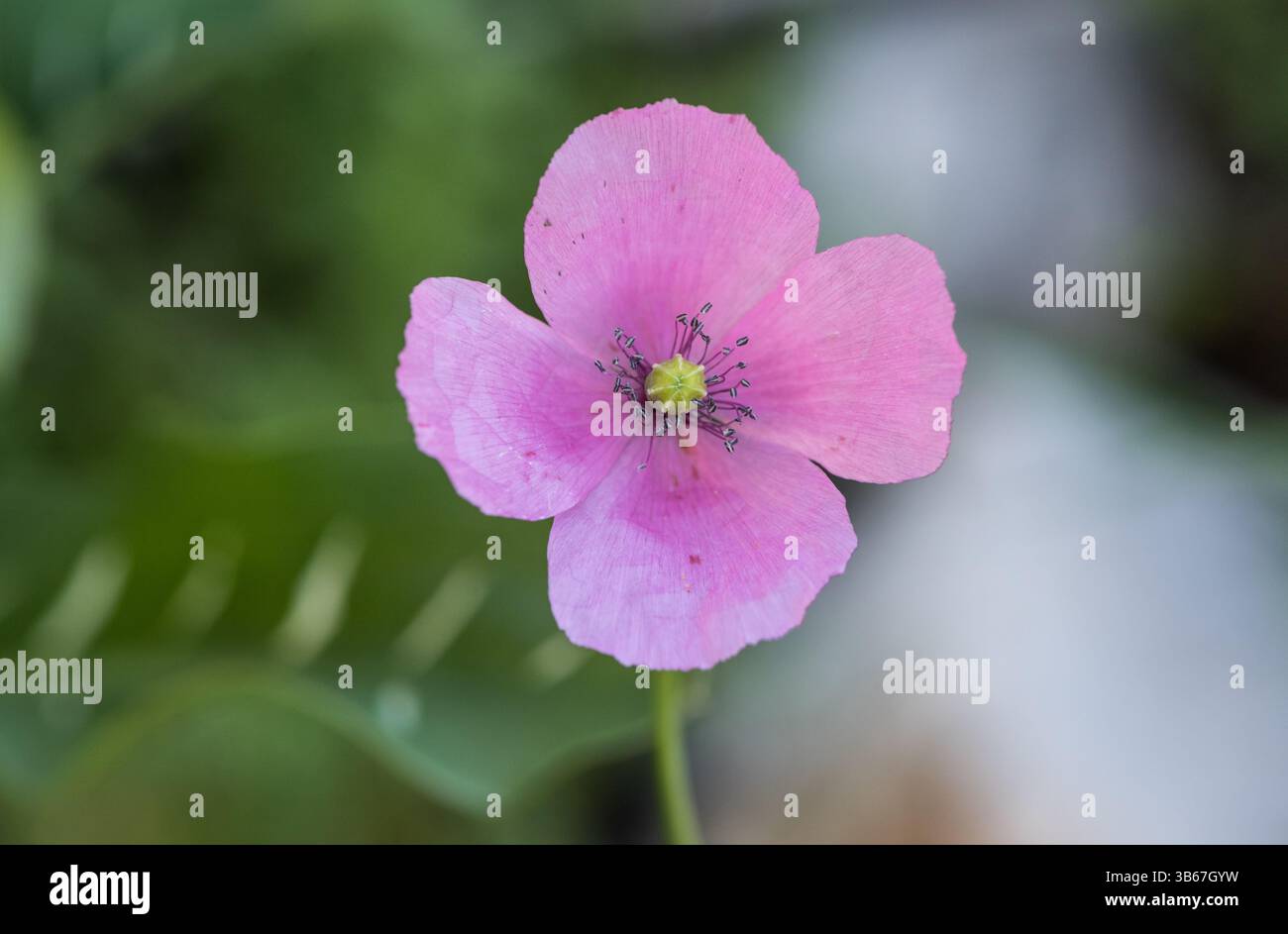 Flower of the SW Turkish endemic pink poppy Papaver gracile Stock Photo ...