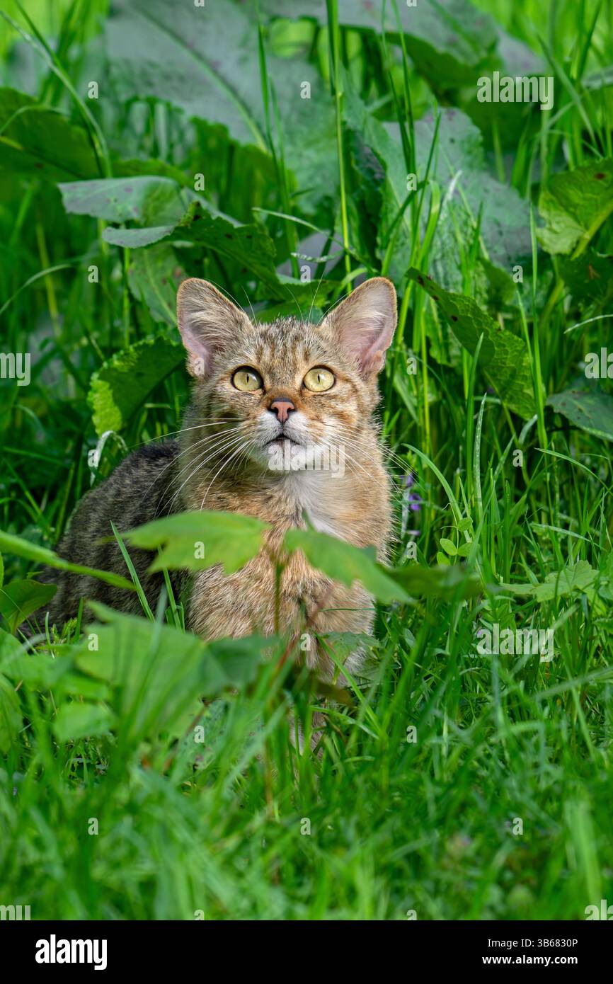 Hunting European wildcat / wild cat (Felis silvestris silvestris ...